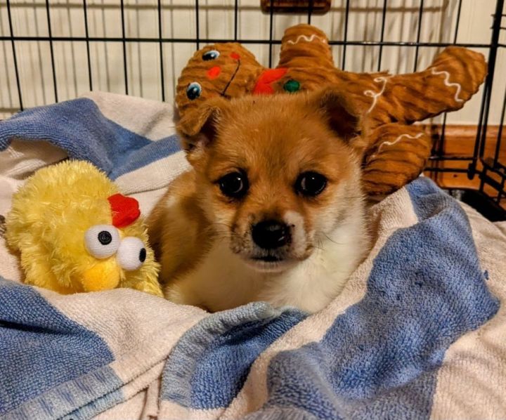 EDDIE - ABC Columbia