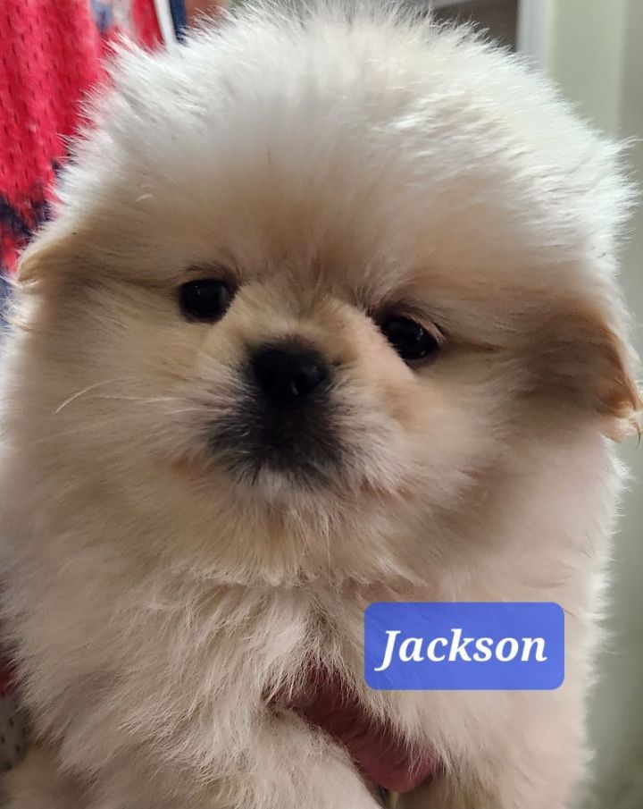 JACKSON - ABC Columbia
