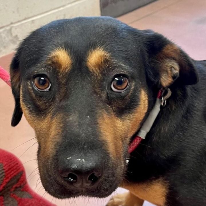 JOYCE - ABC Columbia