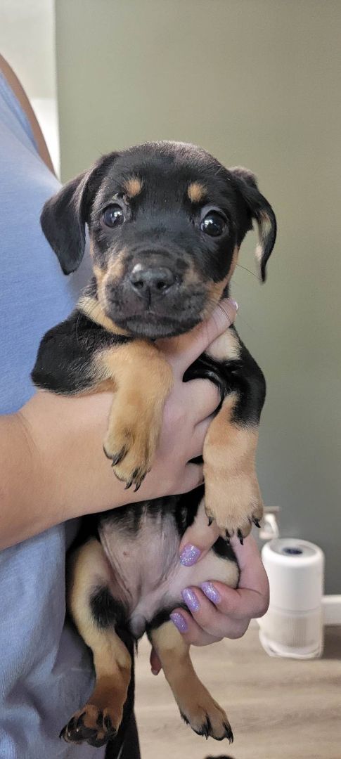 PIPER - ABC Columbia