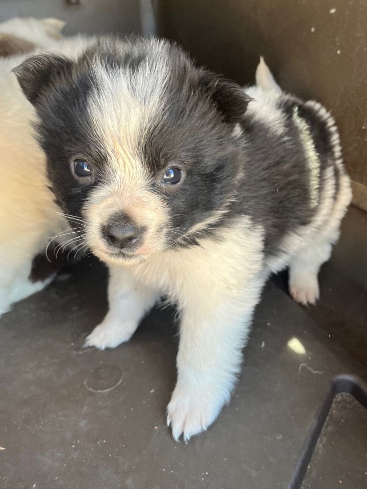 SASSY - ABC Columbia