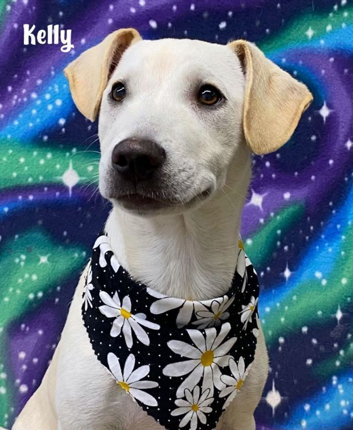 KELLY - ABC Columbia