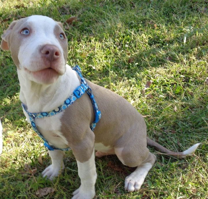 MOCHA - ABC Columbia