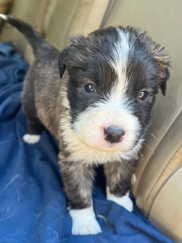 ROWDY - ABC Columbia