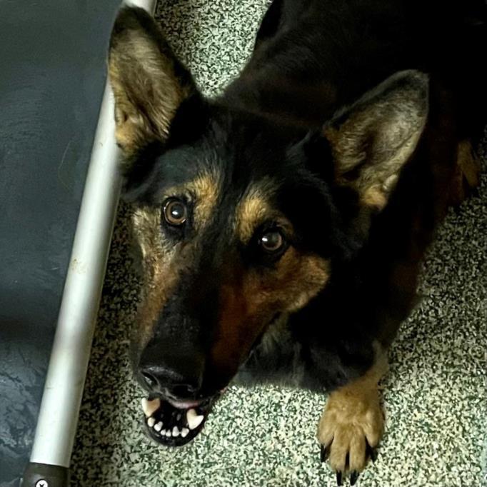 RENESSA - ABC Columbia