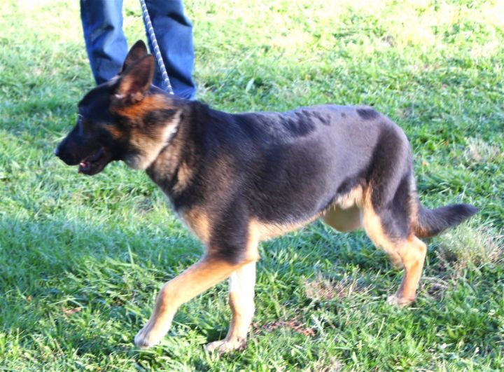 FELIX - ABC Columbia