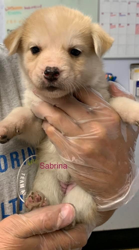 SABRINA - ABC Columbia