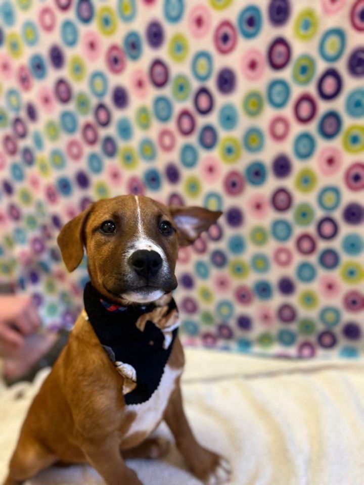 GOOFY - ABC Columbia