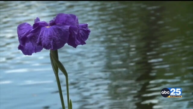 iris fest pkg - ABC Columbia