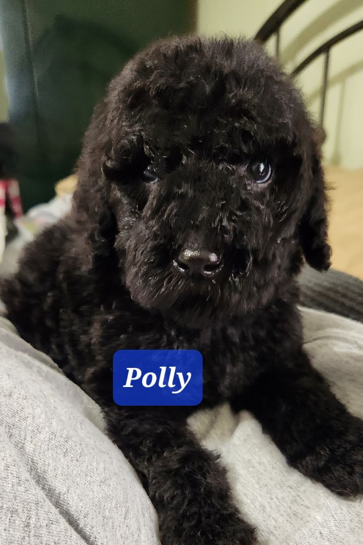 POLLY - ABC Columbia