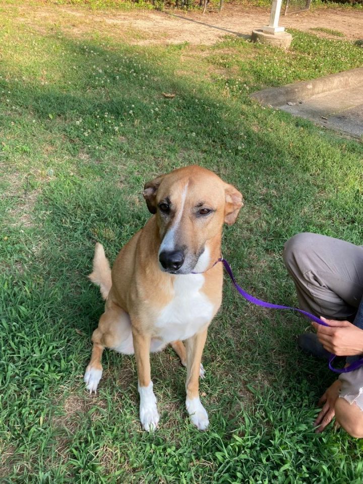 PIPER - ABC Columbia