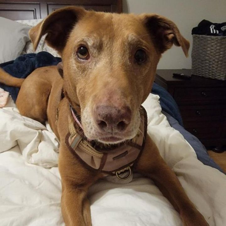 HERSHE - ABC Columbia