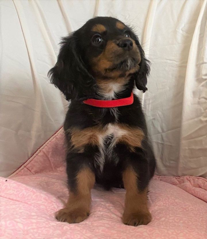 RUBY - ABC Columbia