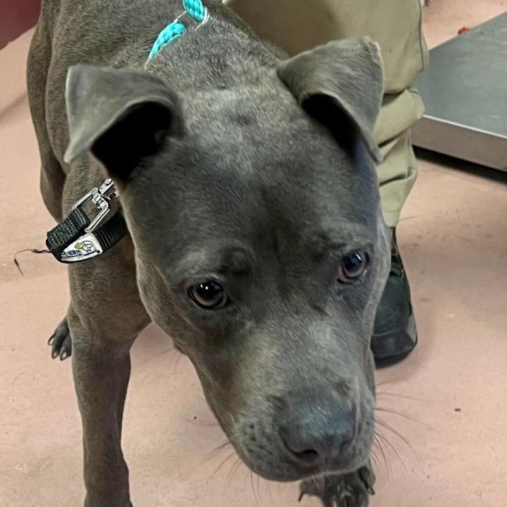 LAYLA - ABC Columbia