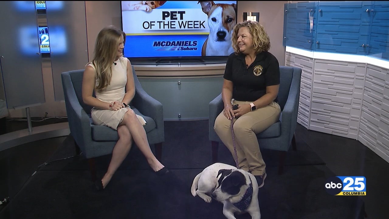 Pet of the Week: Baby! - ABC Columbia