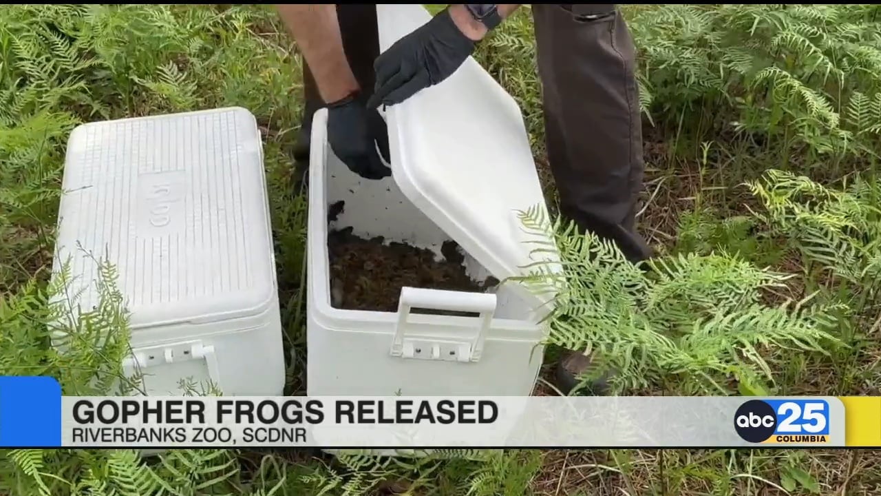 Endangered Gopher frogs released to boost numbers - ABC Columbia