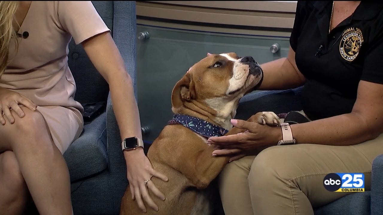Pet of the Week: Royal! - ABC Columbia
