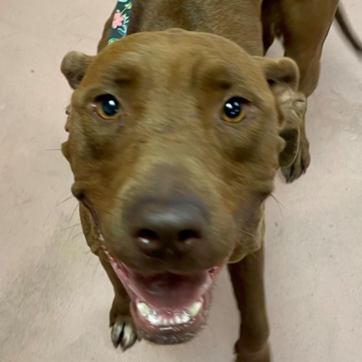 HERSHEY - ABC Columbia