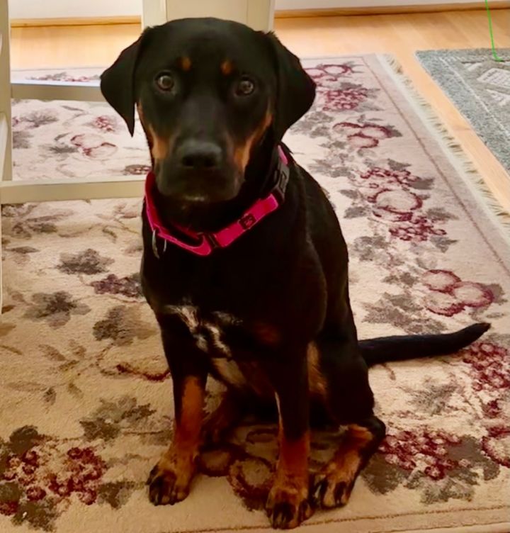 OLIVE - ABC Columbia