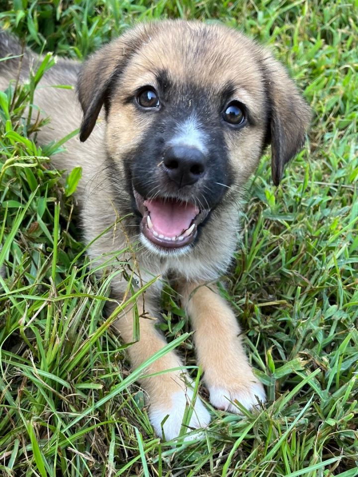 PIPER - ABC Columbia