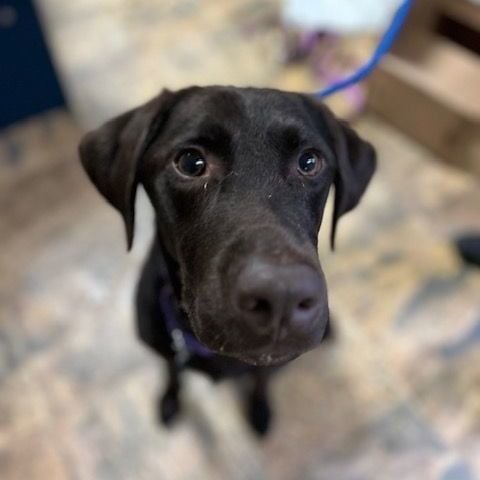 ALEX THE GREAT - ABC Columbia