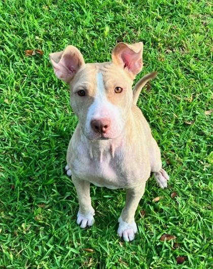 LUCY - ABC Columbia