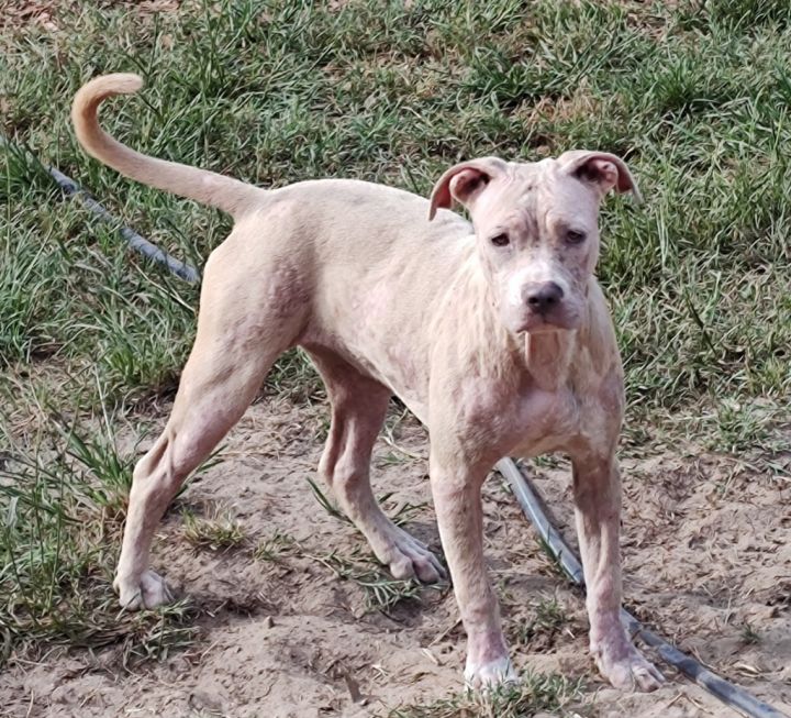 VIOLET - ABC Columbia