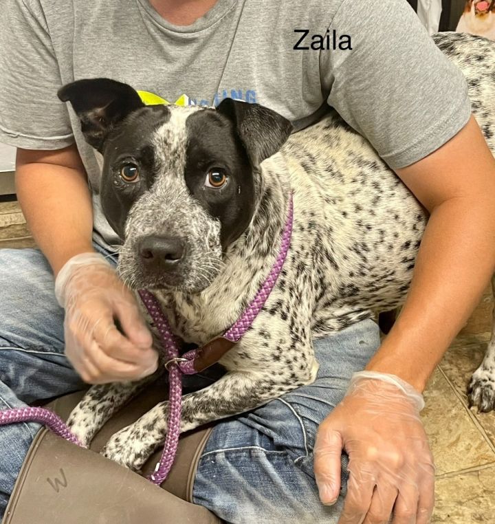 ZAILA - ABC Columbia