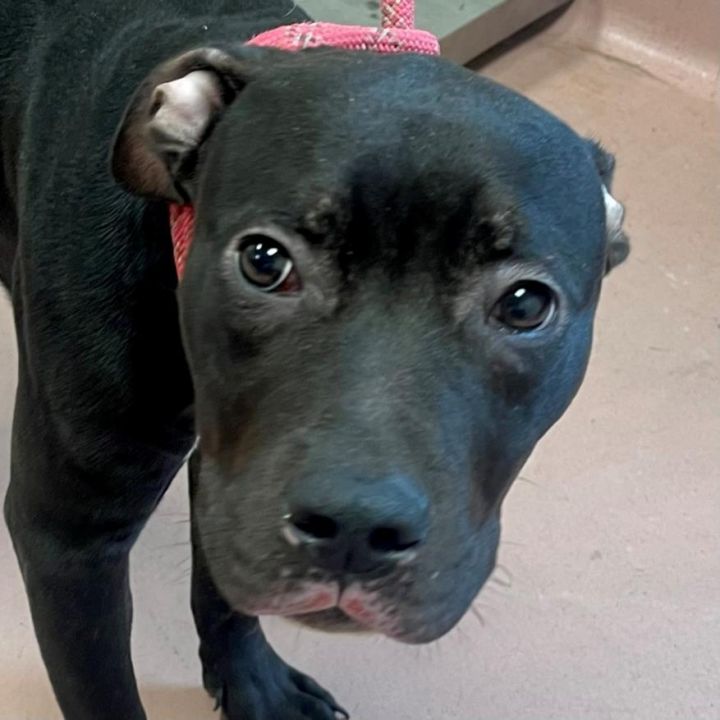 GRACIE - ABC Columbia