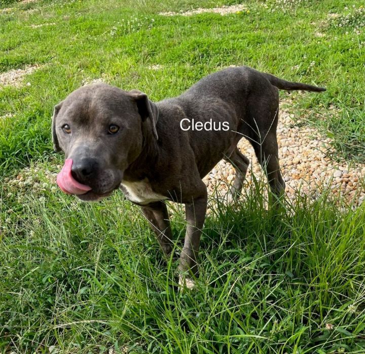 CLEDUS - ABC Columbia