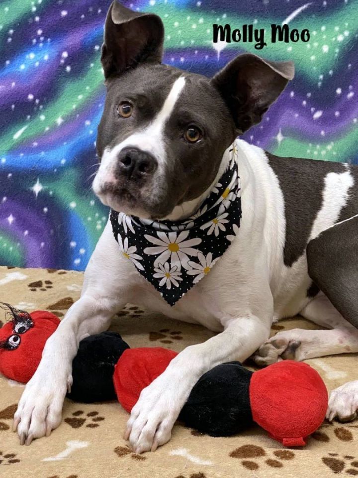 MOLLY MOO - ABC Columbia