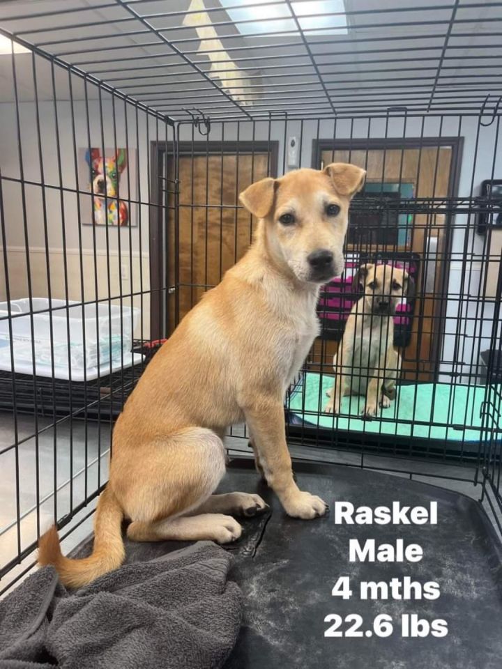 RASKEL - ABC Columbia