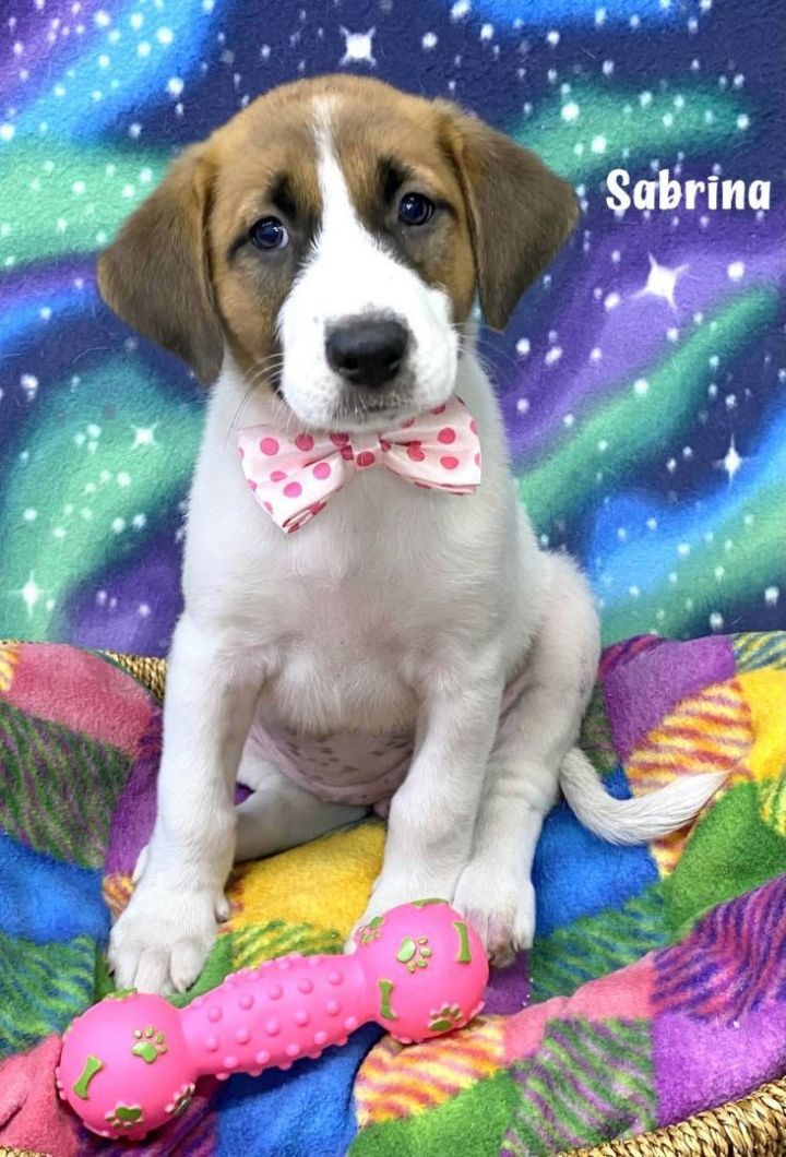 SABRINA - ABC Columbia