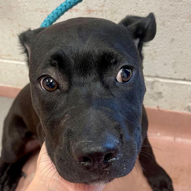 BLINK - ABC Columbia