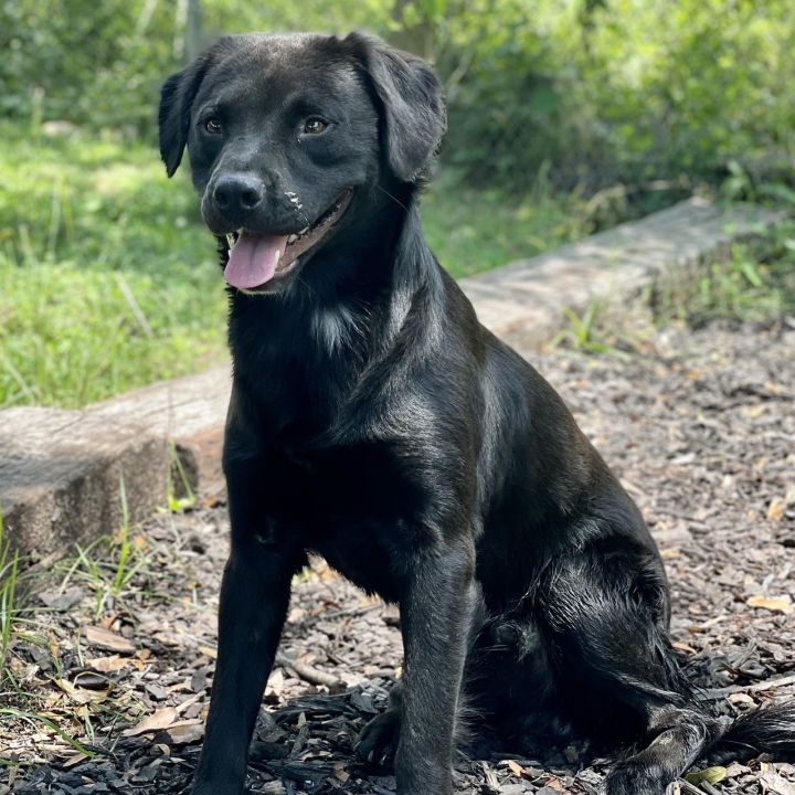 SONIC - ABC Columbia