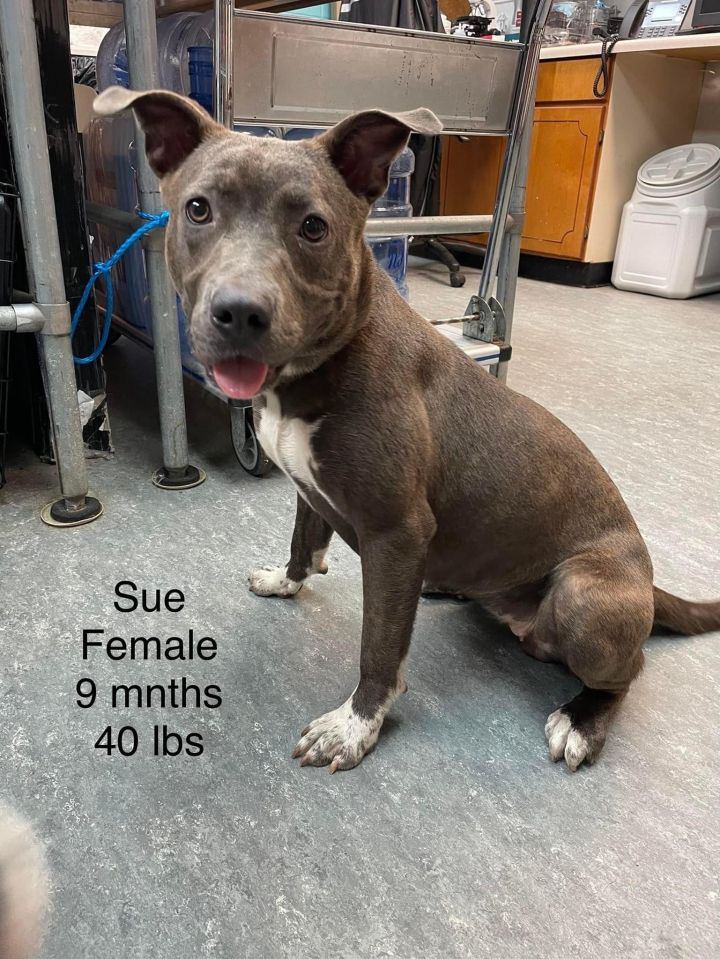 SUE - ABC Columbia