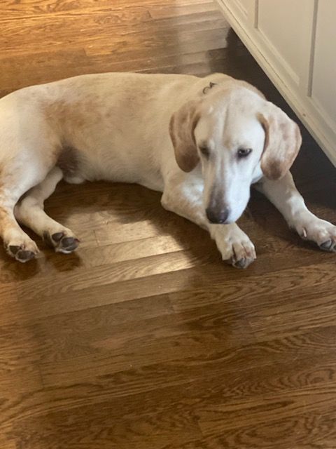 CHAMP - ABC Columbia