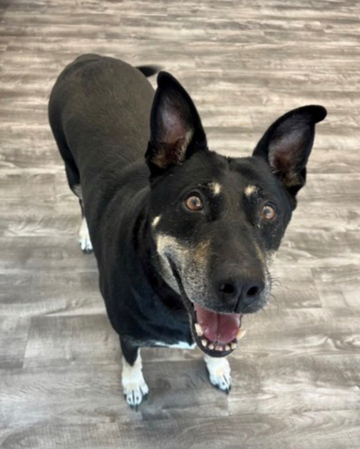 MOLLY - ABC Columbia