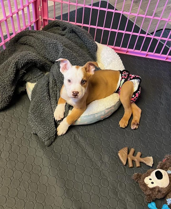 GRACIE - ABC Columbia