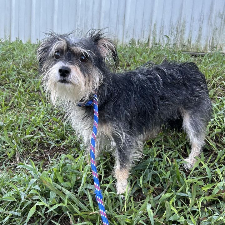 LITTLE BELLA - ABC Columbia
