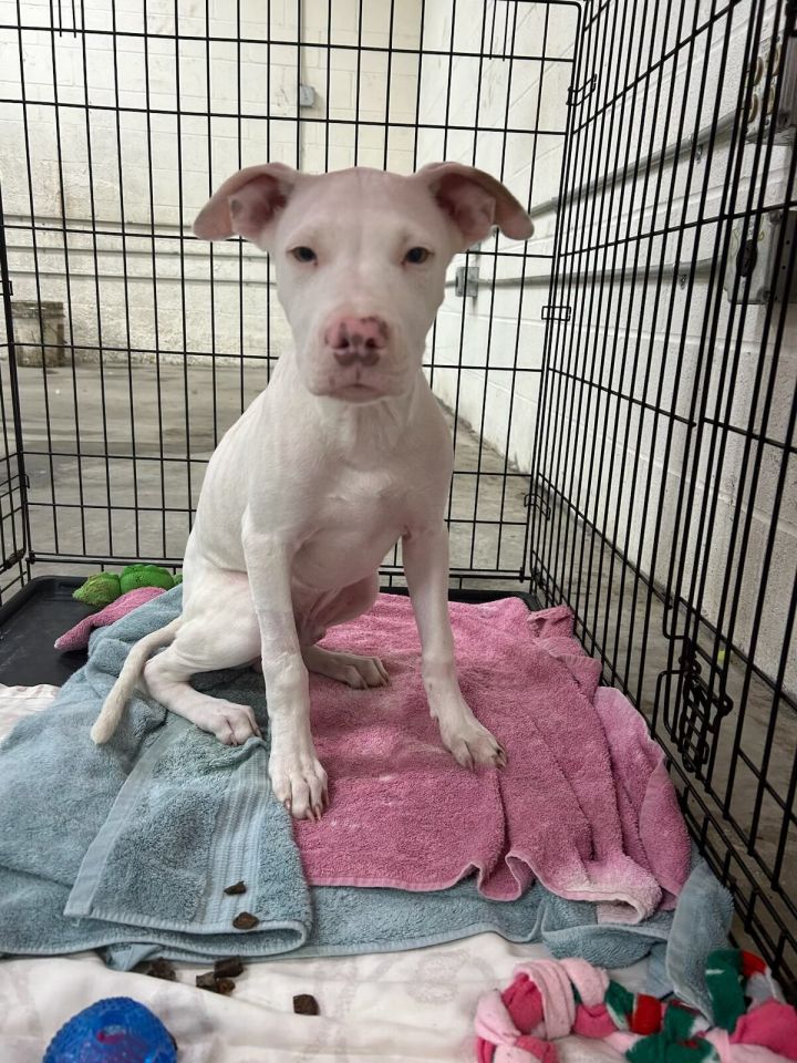 GHOST - ABC Columbia