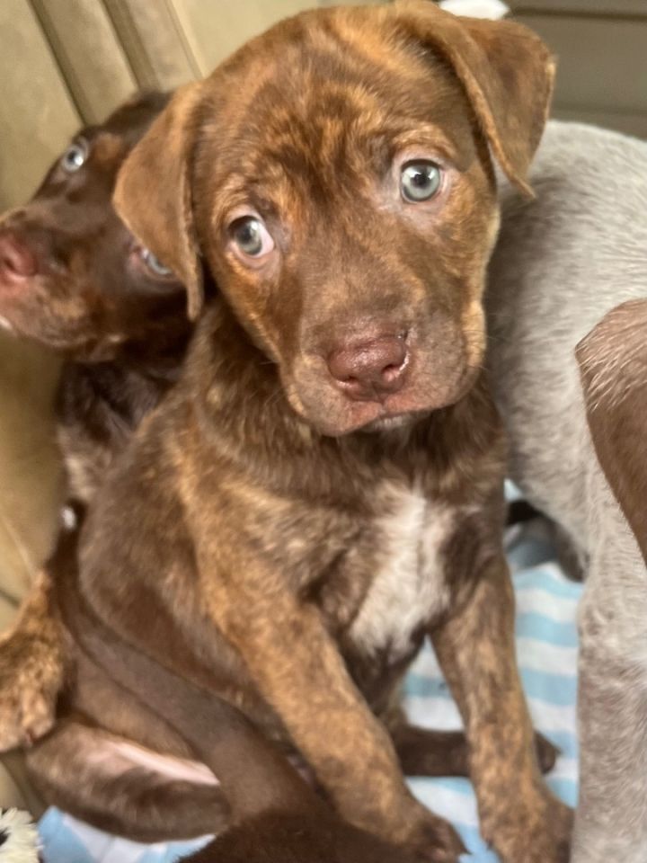 MOCHA - ABC Columbia