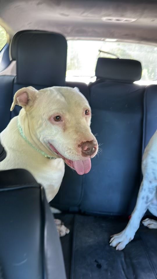 SAVANNAH - ABC Columbia