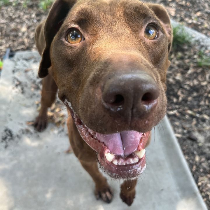 HERSHEY - ABC Columbia