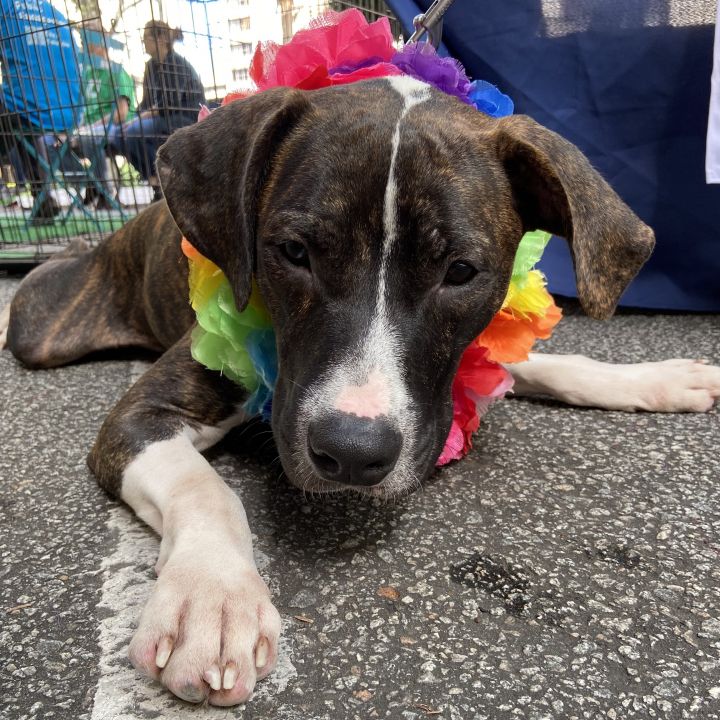 COOPER - ABC Columbia
