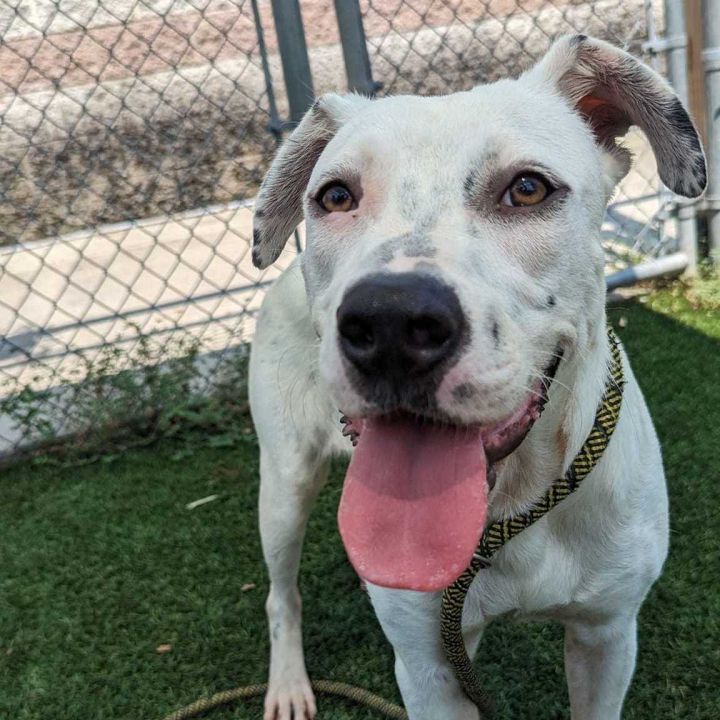 SMITHY - ABC Columbia