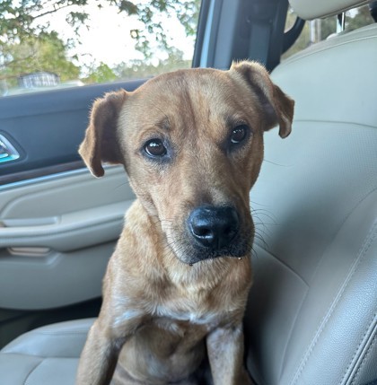 BATES - ABC Columbia