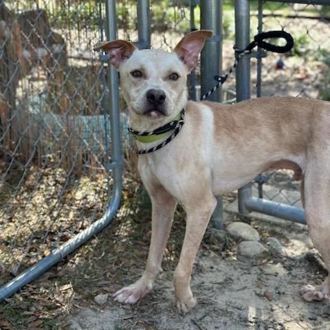 MAJOR - ABC Columbia