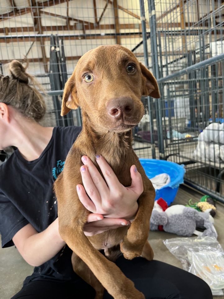 IRON MAN - ABC Columbia