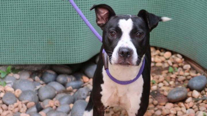 NADIA - ABC Columbia